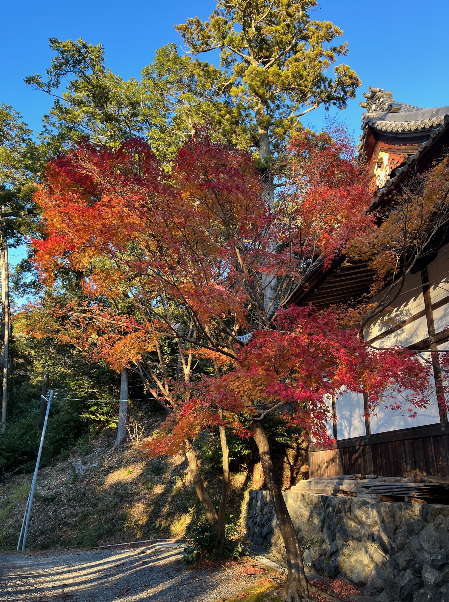 HERBST | Shin Poh Ji 信法寺 Tempel des wahren Dharmas