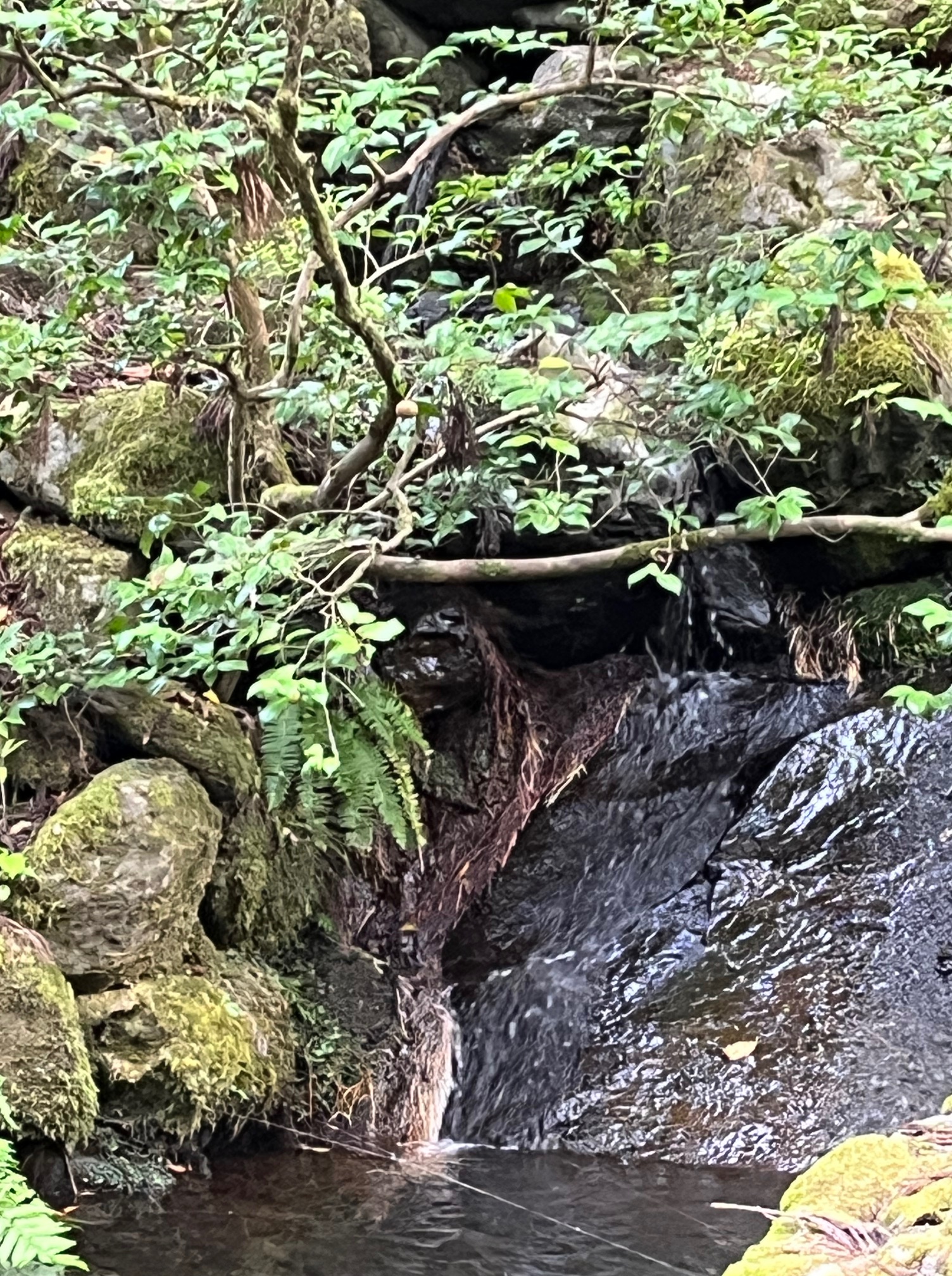 INTEGRITÄT | Shin Poh Ji 信法寺 Tempel des wahren Dharmas